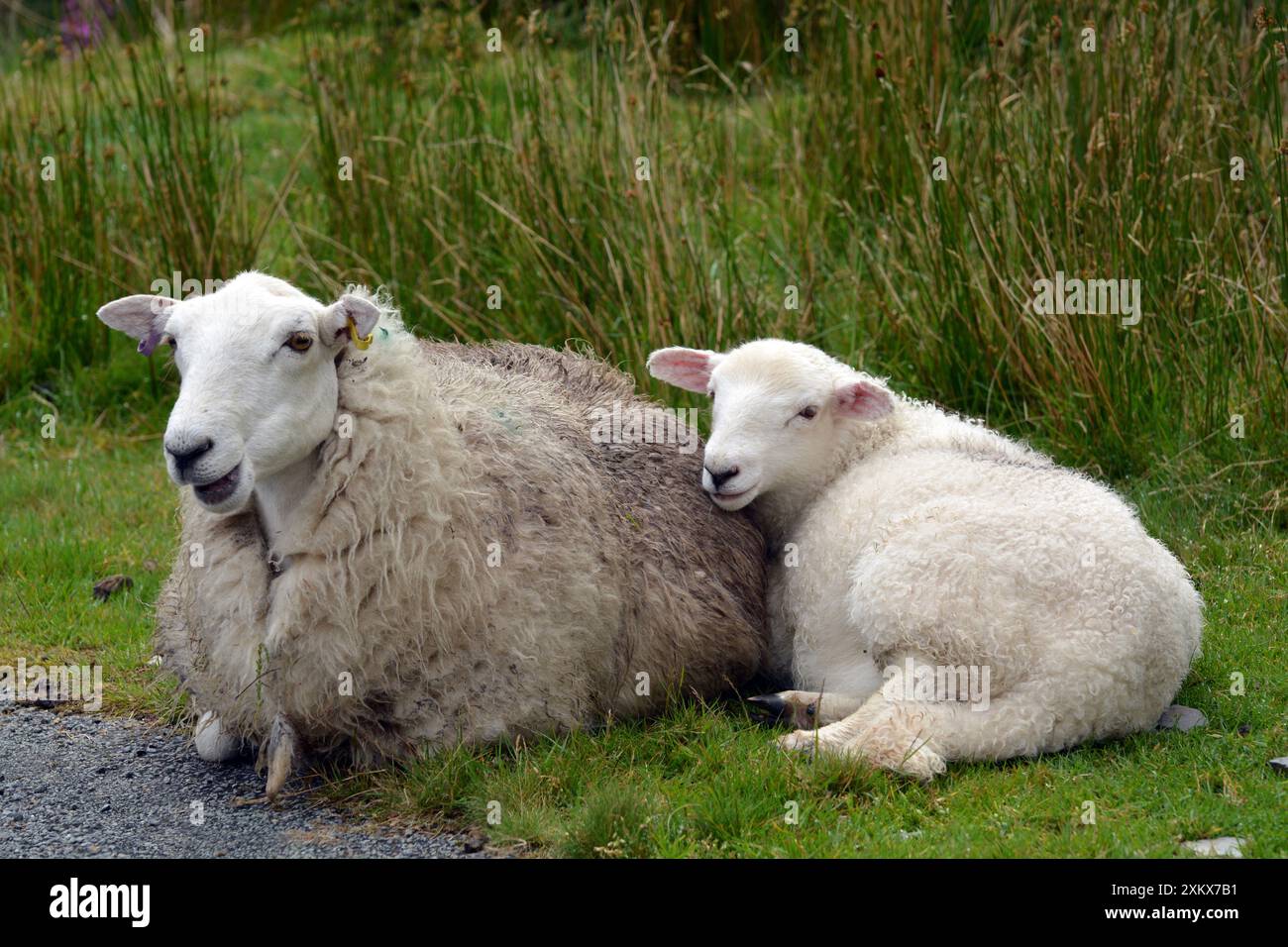 Sheep lying down sheep hi-res stock photography and images - Alamy