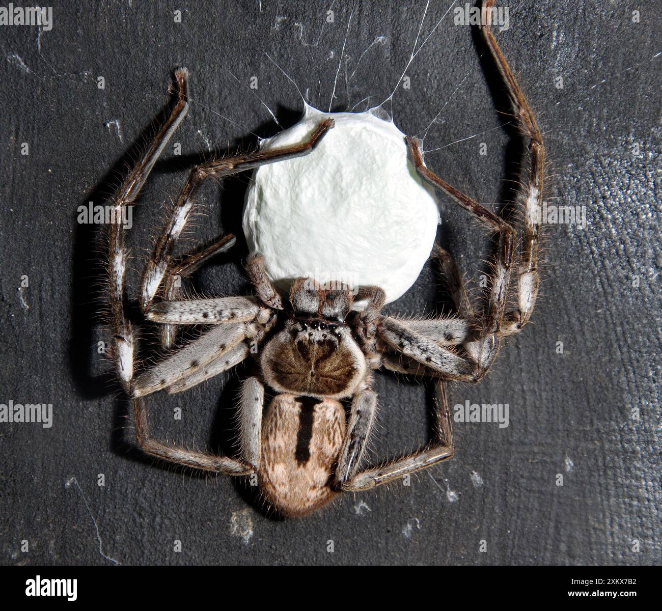 Banded huntsman hi-res stock photography and images - Alamy
