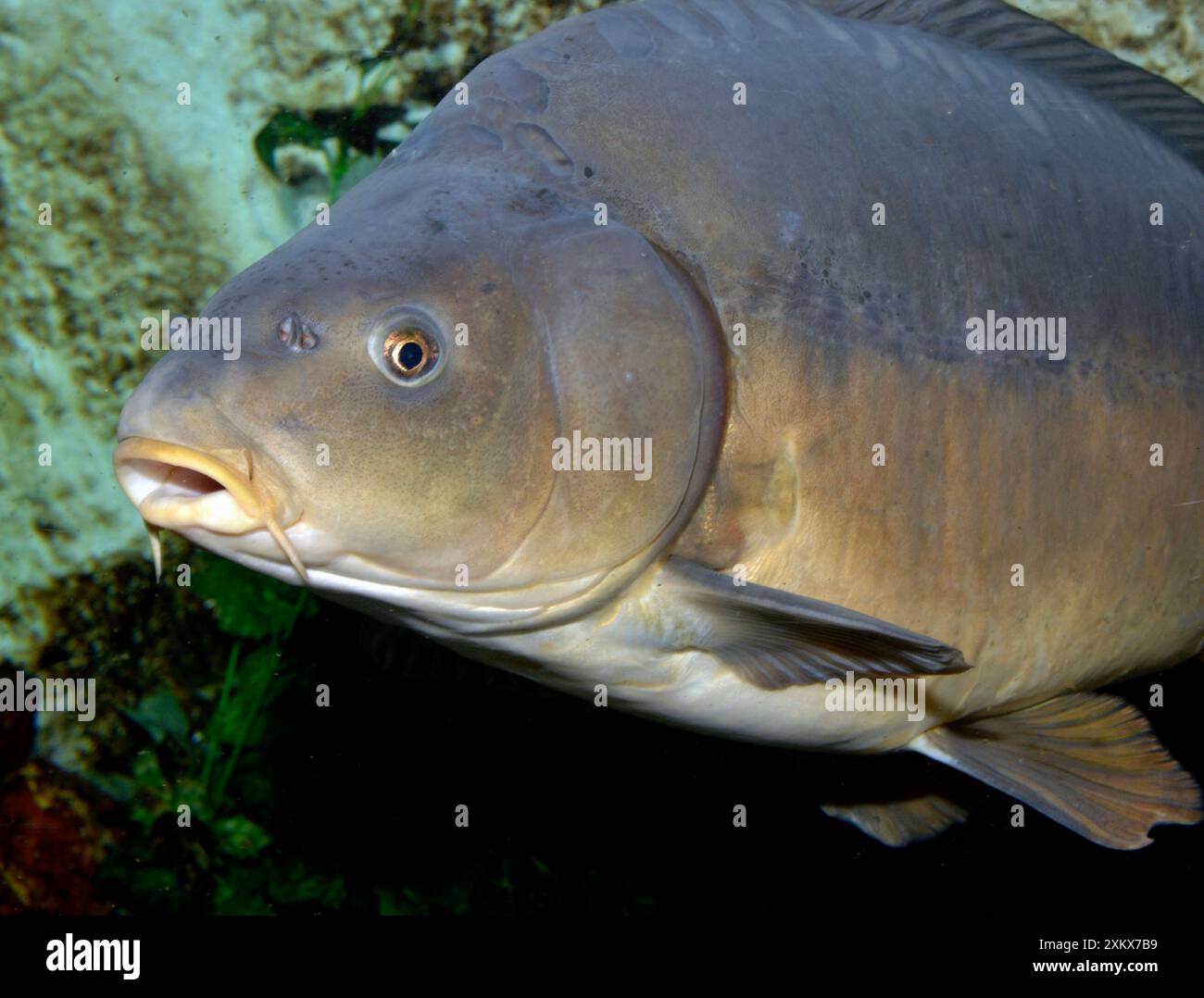 Common Carp leather variety Stock Photo - Alamy