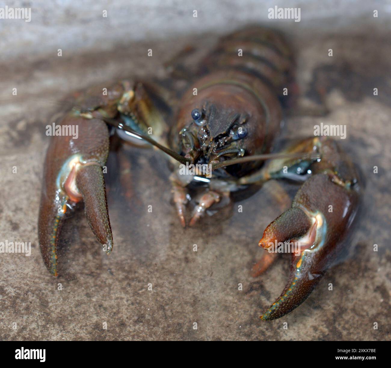 Invasive species signal crayfish hi-res stock photography and images ...