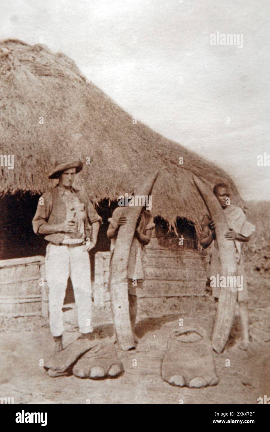 Collecting elephant ivory in Uganda, old postcard c1910 Stock Photo - Alamy