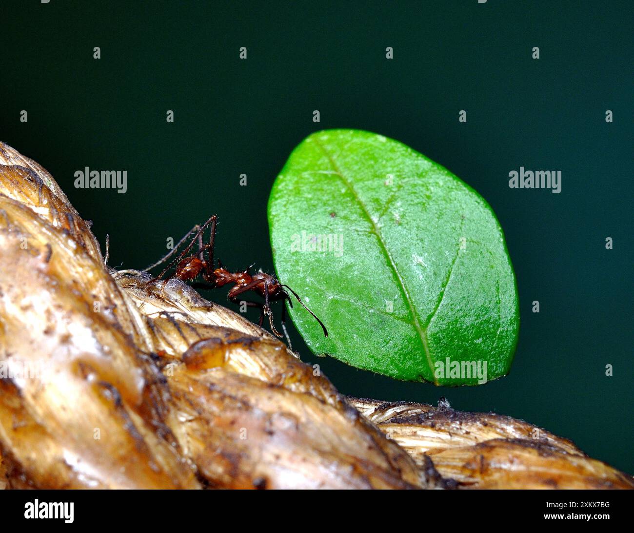 Leafcutter Ant carrying leaf fragment back to its nest Stock Photo - Alamy