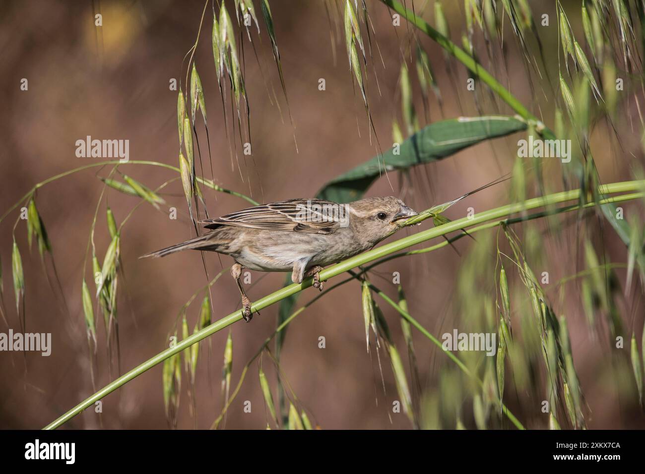 Spanish birds hi-res stock photography and images - Alamy