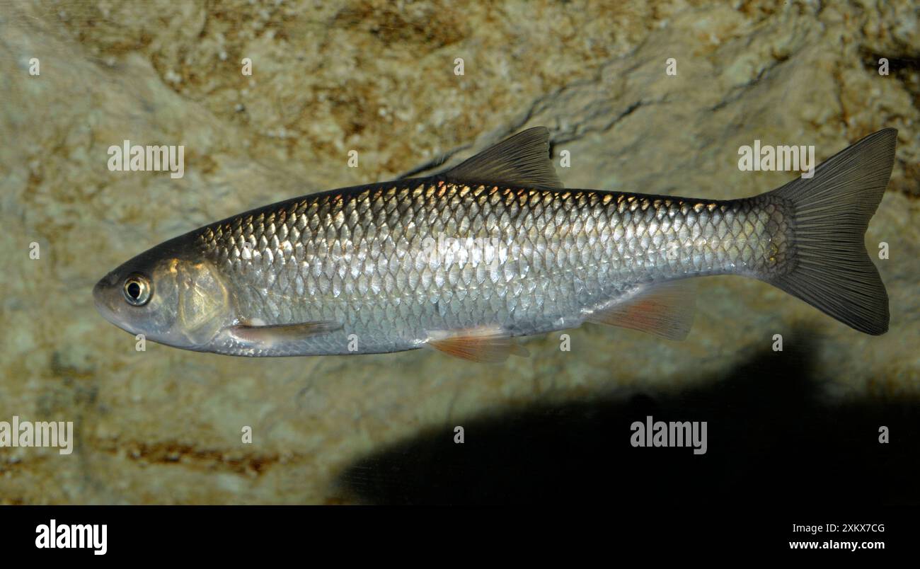Dace fish hi-res stock photography and images - Alamy