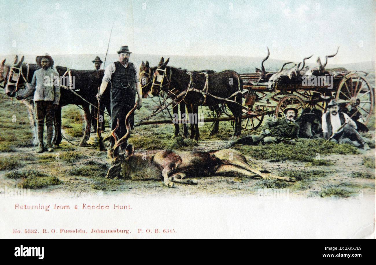 South africa hunting 1900s hi-res stock photography and images - Alamy