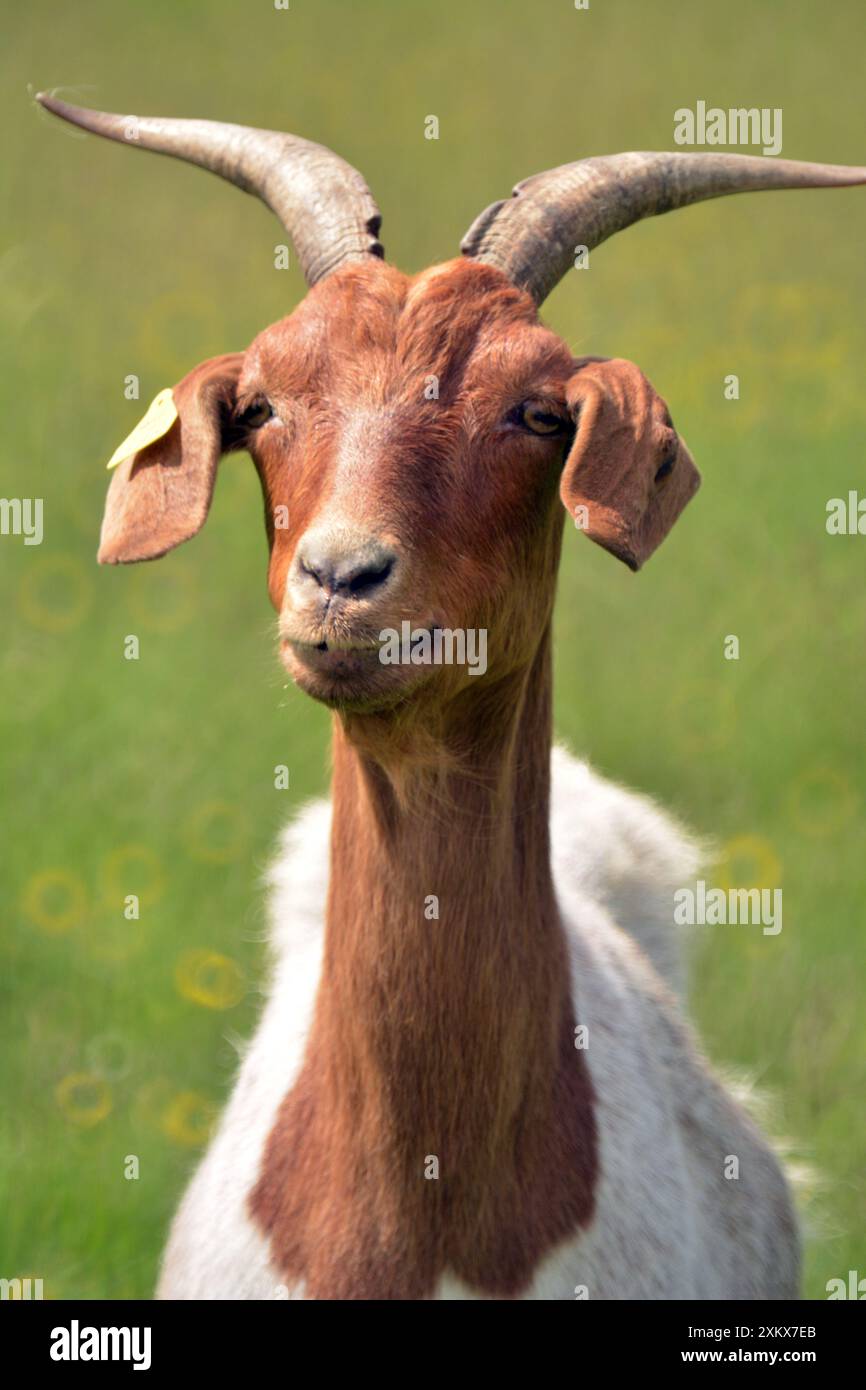 Looking animals mammals hi-res stock photography and images - Alamy