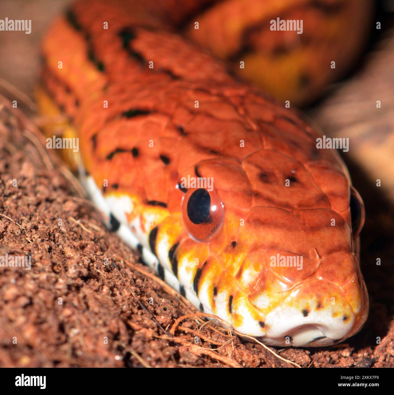 Corn Snake, non-venomous snake from south eastern Stock Photo - Alamy