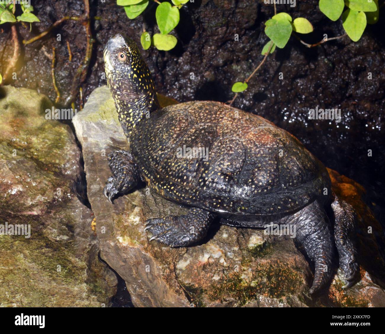 European Pond Tortoise, ponds and lakes in central Stock Photo - Alamy