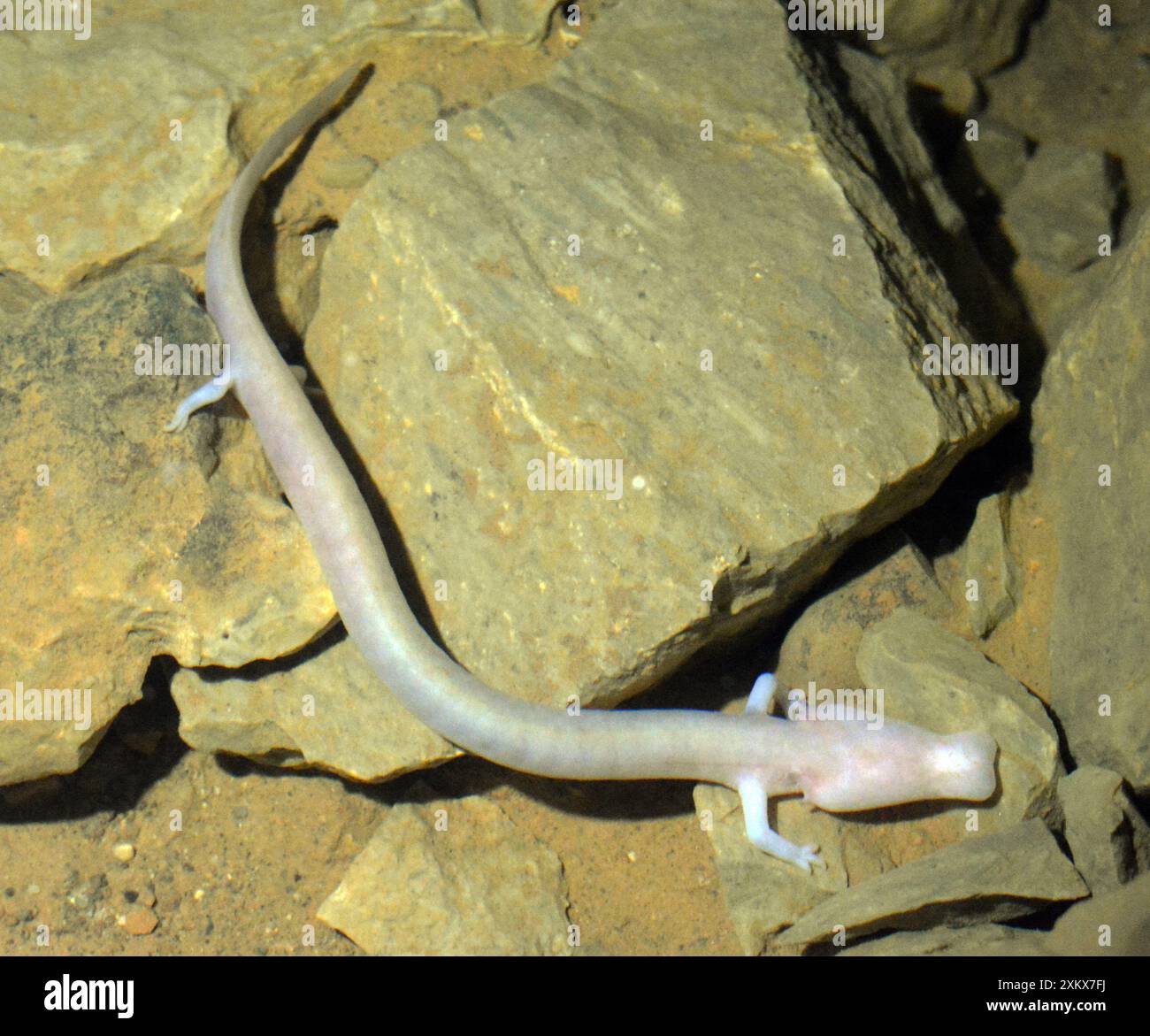Olm amphibian hi-res stock photography and images - Alamy