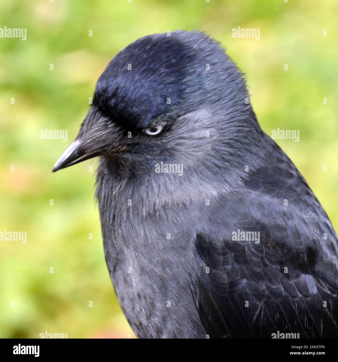 The jackdaw hi-res stock photography and images - Alamy
