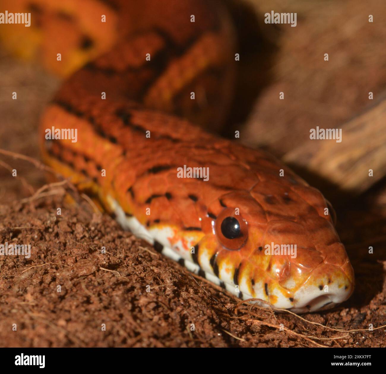 Corn Snake, non-venomous snake from South Eastern Stock Photo - Alamy