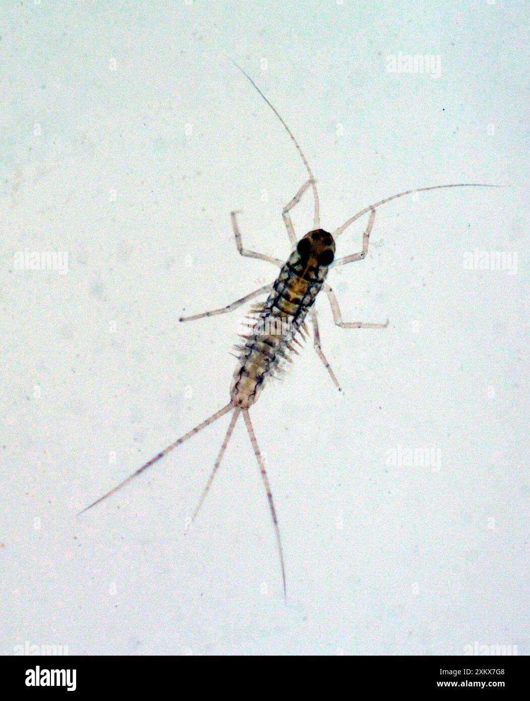 Aquatic Larval stage (nymph) of a mayfly. Adults Stock Photo - Alamy