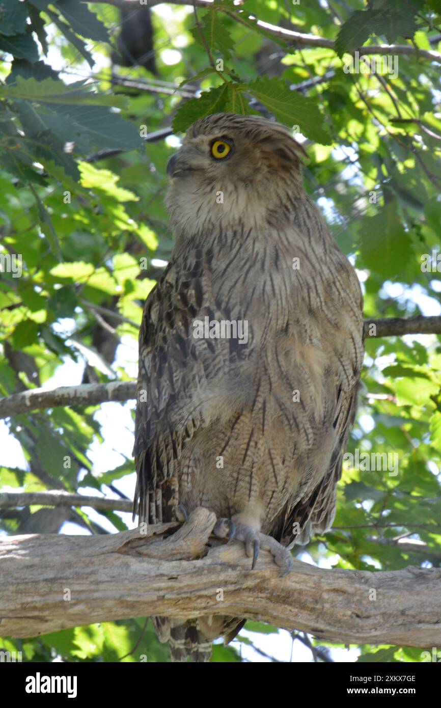 Blakistons fish owl owl hi-res stock photography and images - Alamy