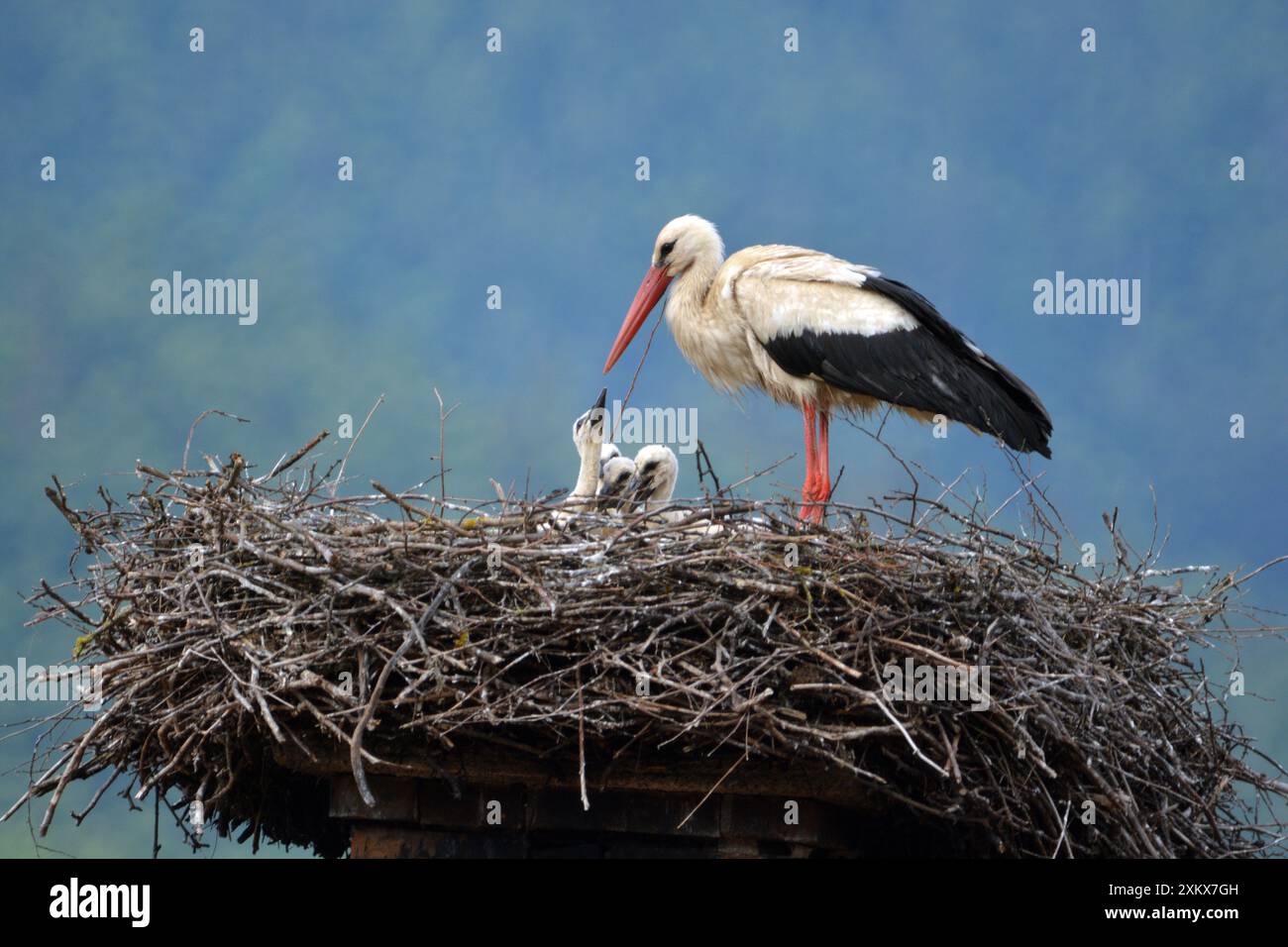 Stork and man hi-res stock photography and images - Alamy