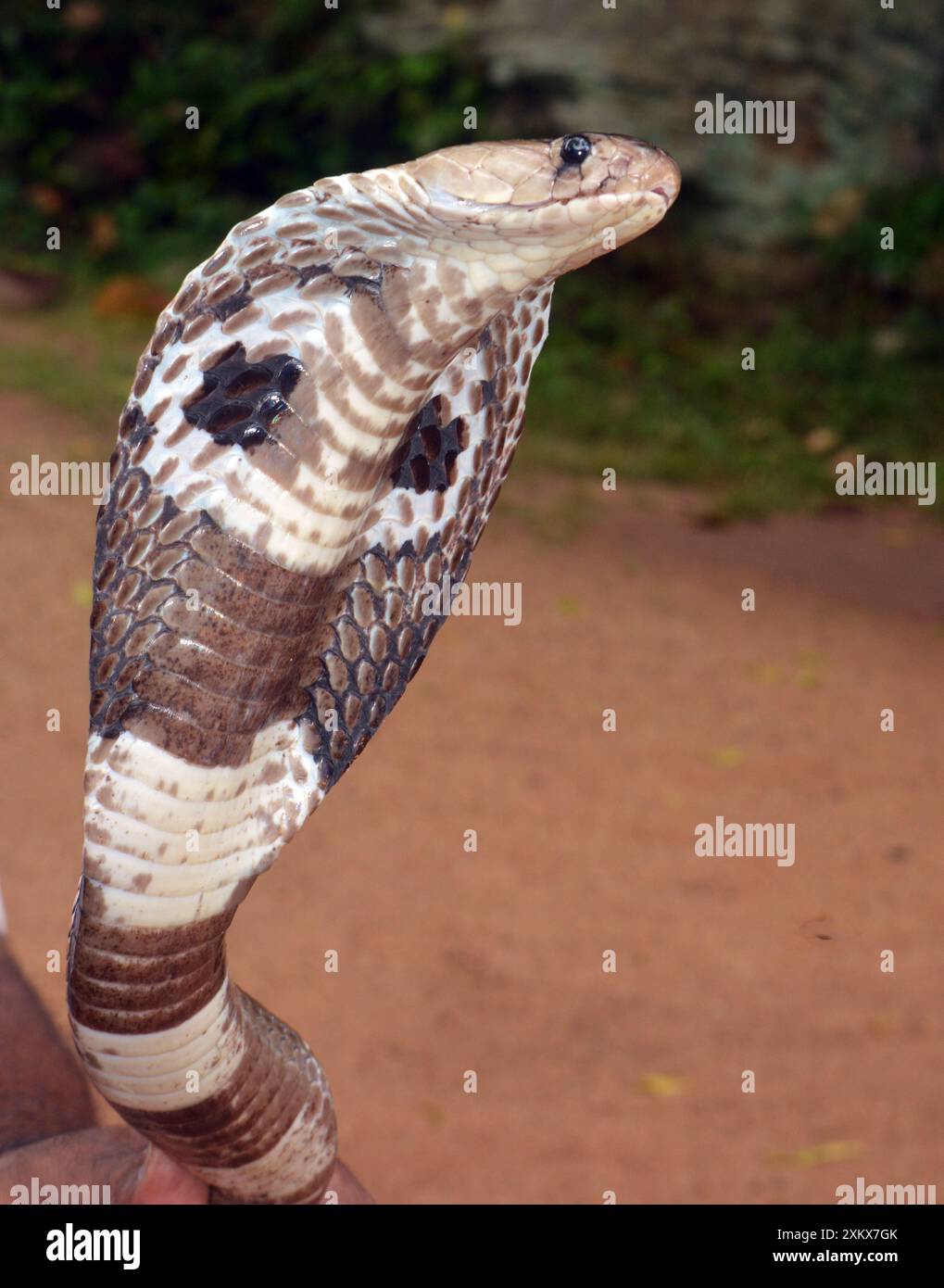 Sri lanka and india hi-res stock photography and images - Alamy