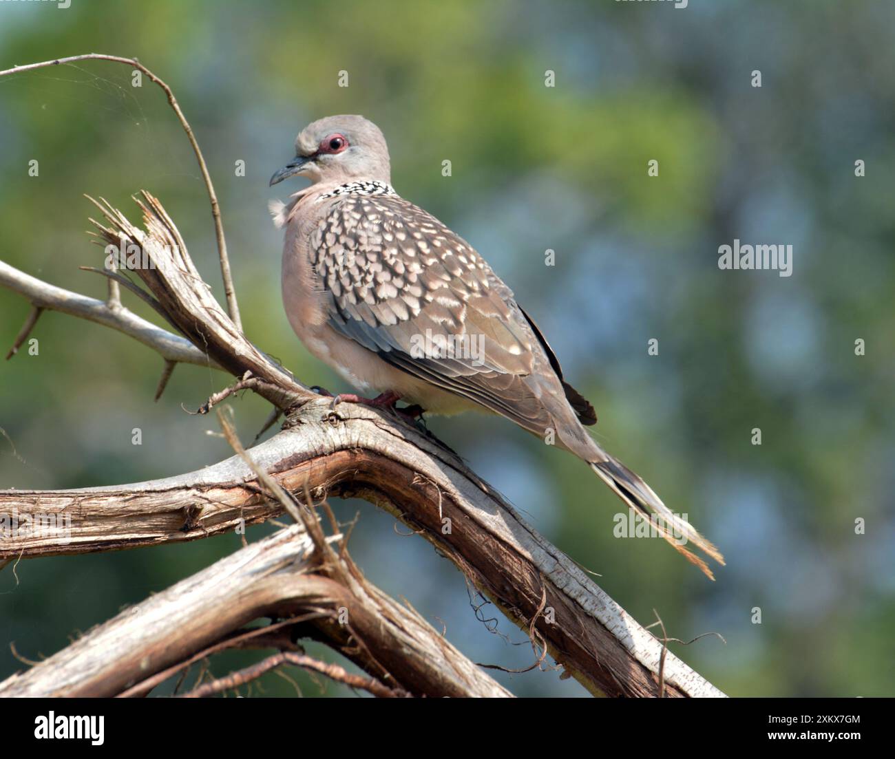 Spotted pigeons hi-res stock photography and images - Alamy