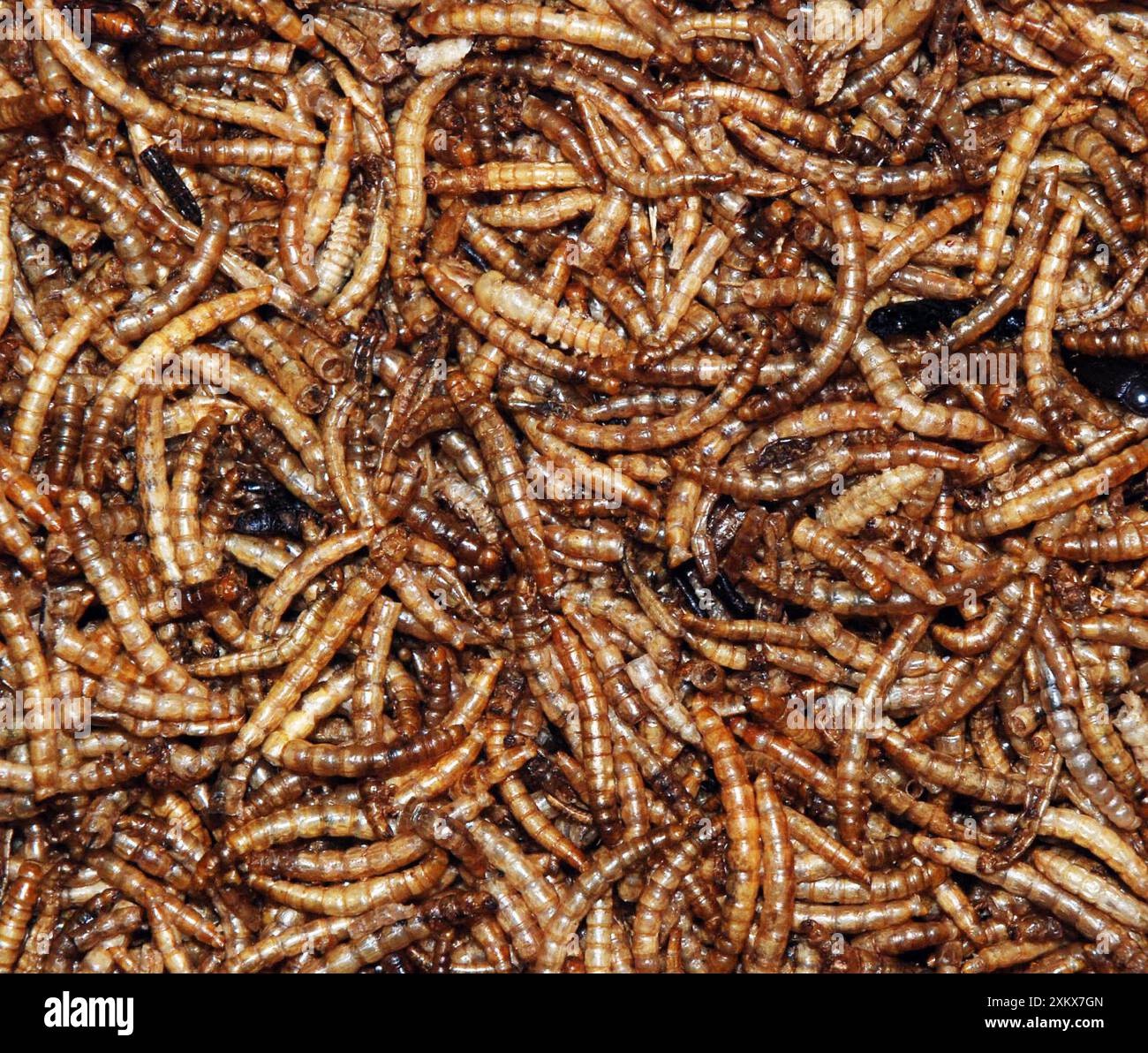 Mealworms; larvae of beetle used as pet food and Stock Photo - Alamy