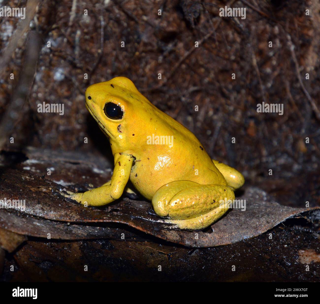 Animal and animals hi-res stock photography and images - Alamy