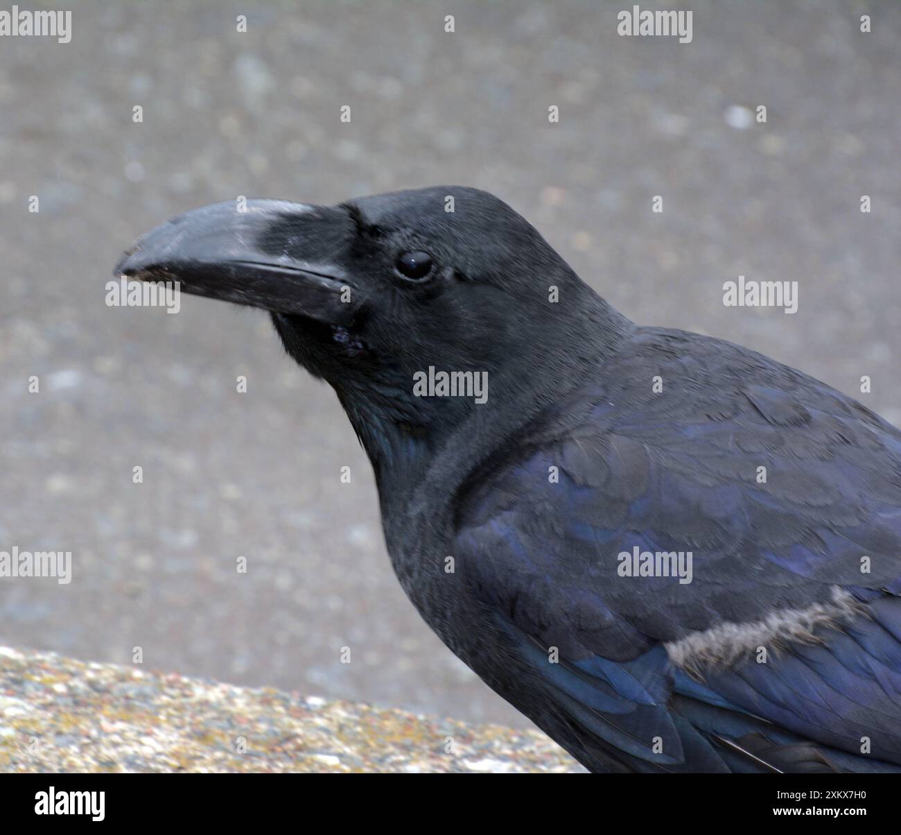 Wildlife crow hi-res stock photography and images - Alamy