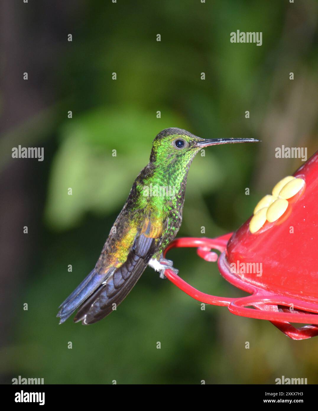 Copper-rumped Huummingbird at special feeder full Stock Photo - Alamy