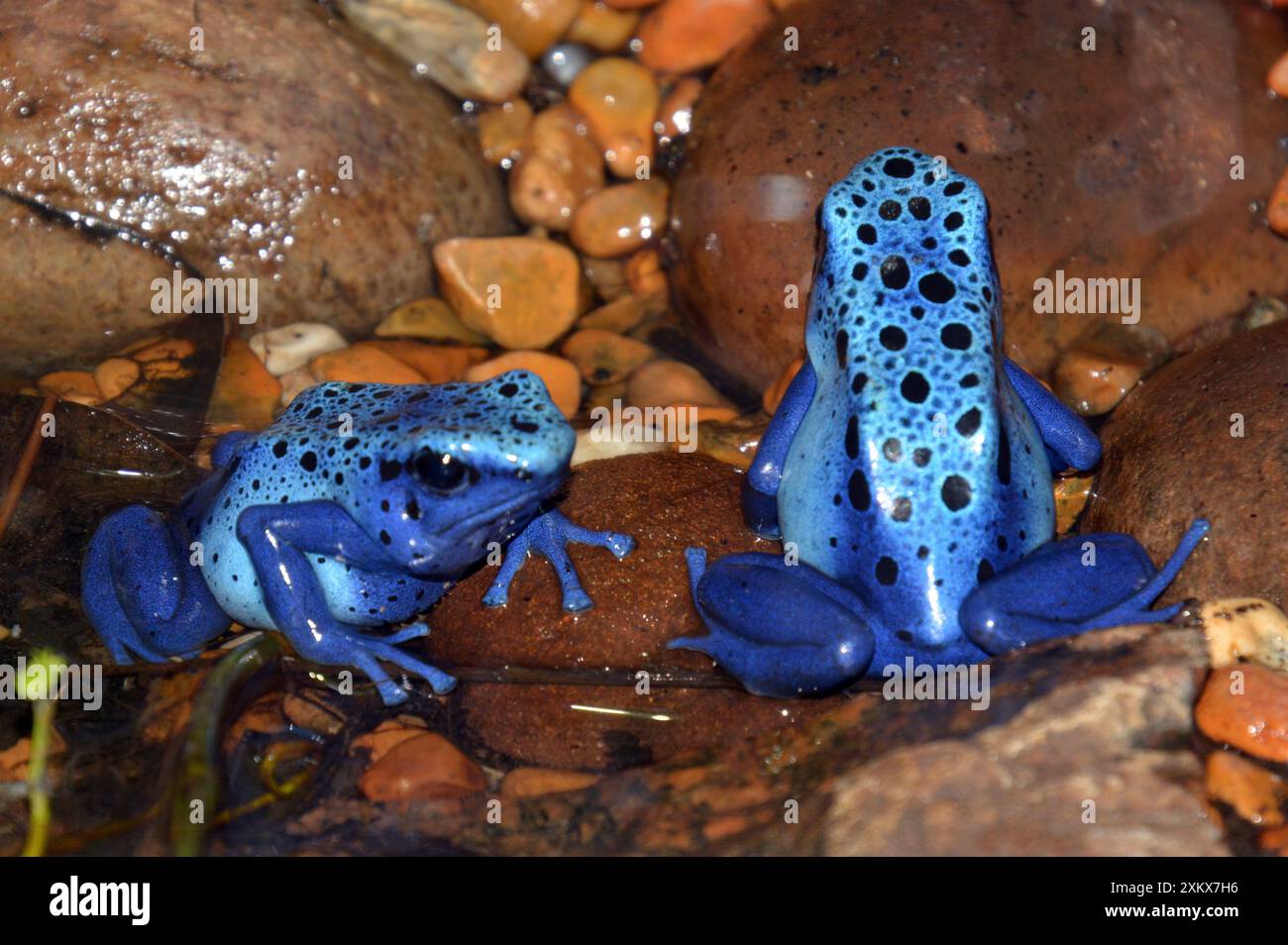 Blue Arrow Poison Frogs, forests of Southern Surinam Stock Photo - Alamy