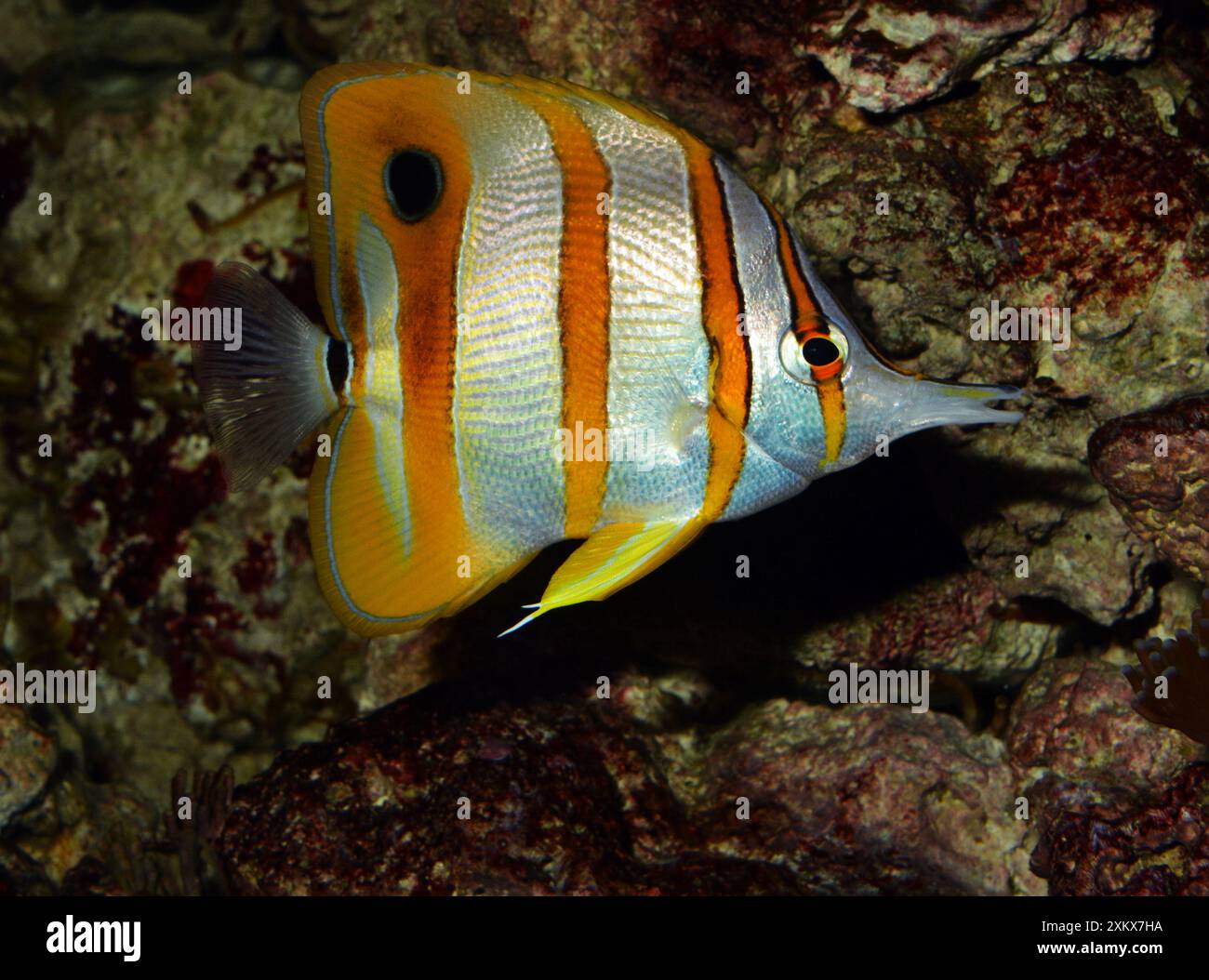 Copperband (Long-nosed) Butterflyfish; coral reefs Stock Photo - Alamy