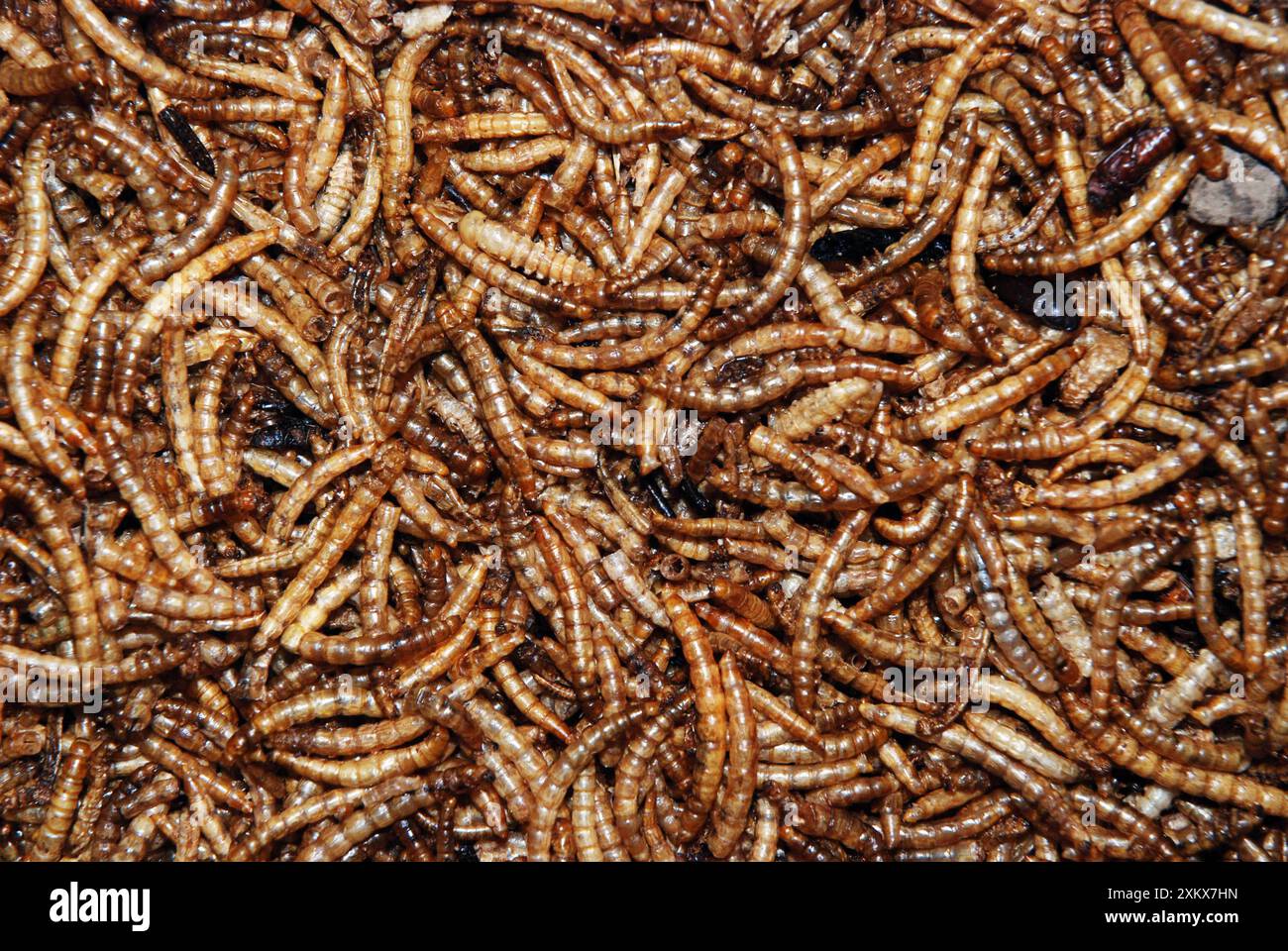 Mealworms; larvae of beetle used as pet food and Stock Photo - Alamy