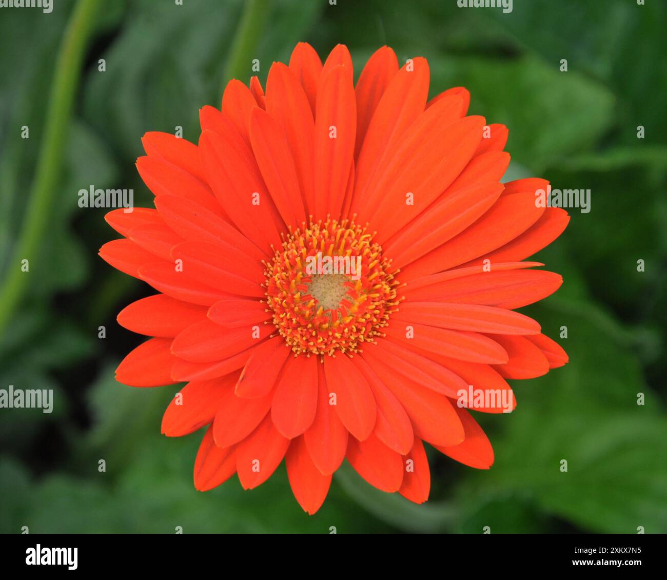Garvinia flower, popular garden flower originally Stock Photo - Alamy