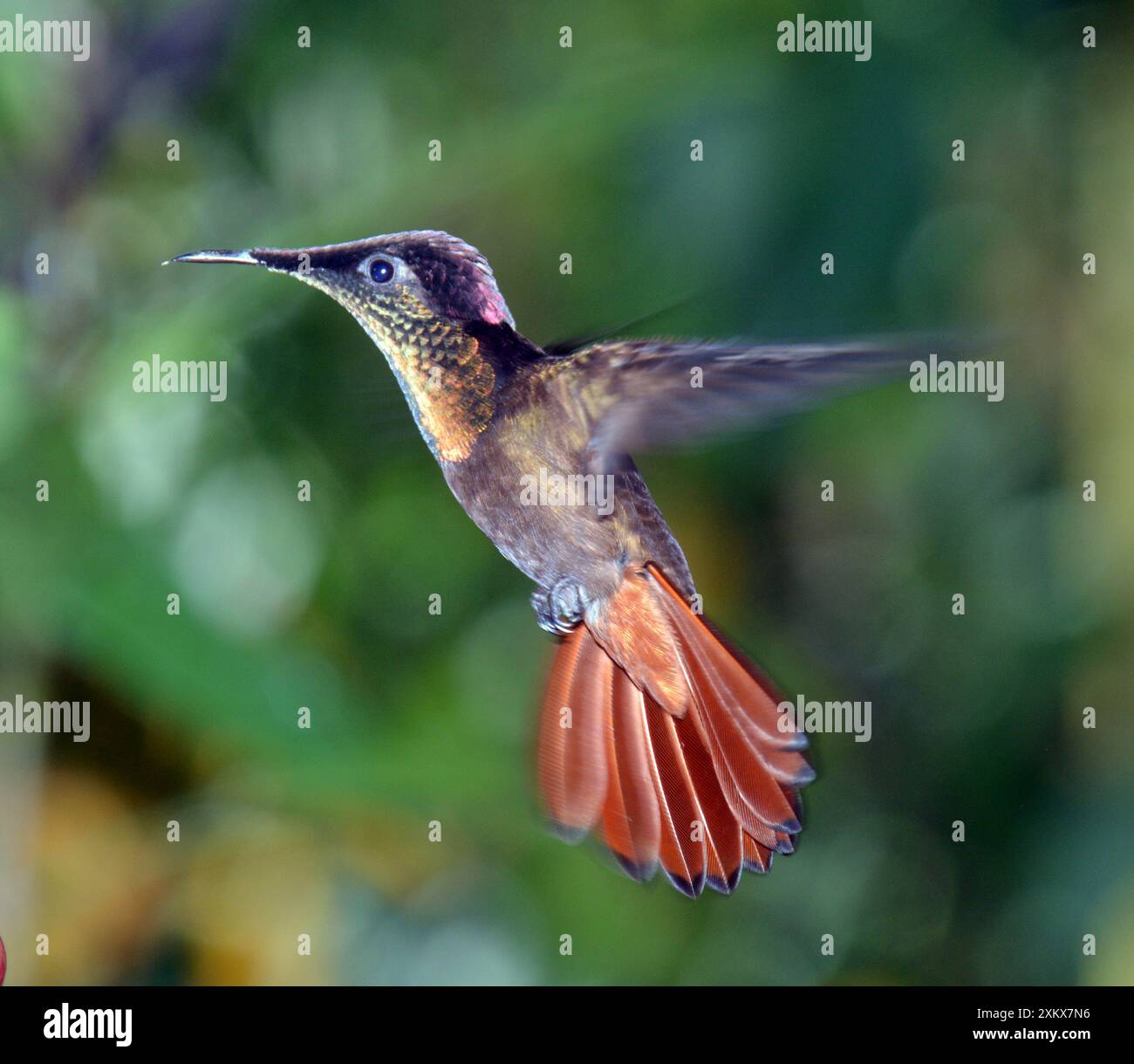 Special animals hi-res stock photography and images - Alamy