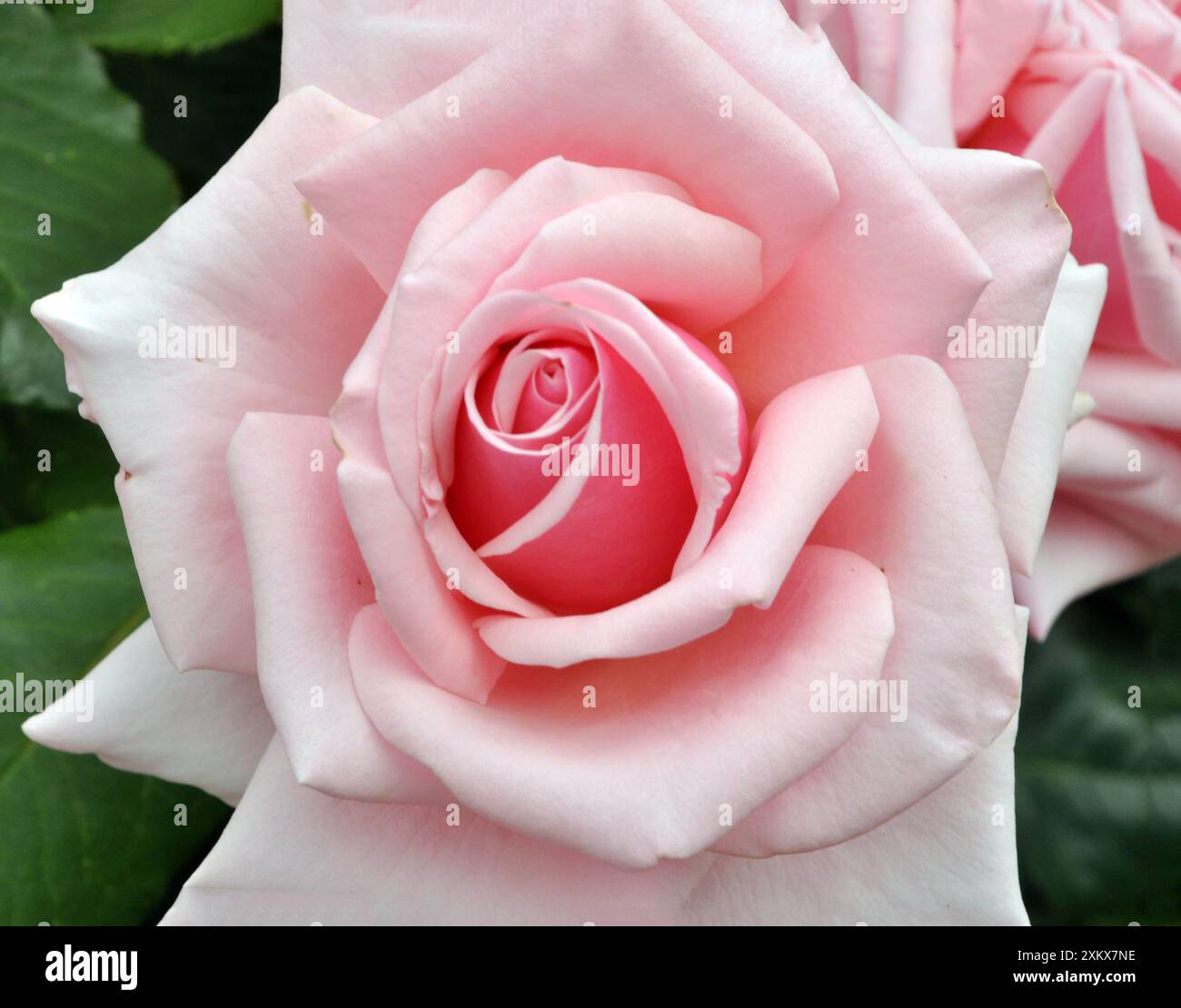 Old English Rose, Cathedral precinct, Canterbury Stock Photo - Alamy