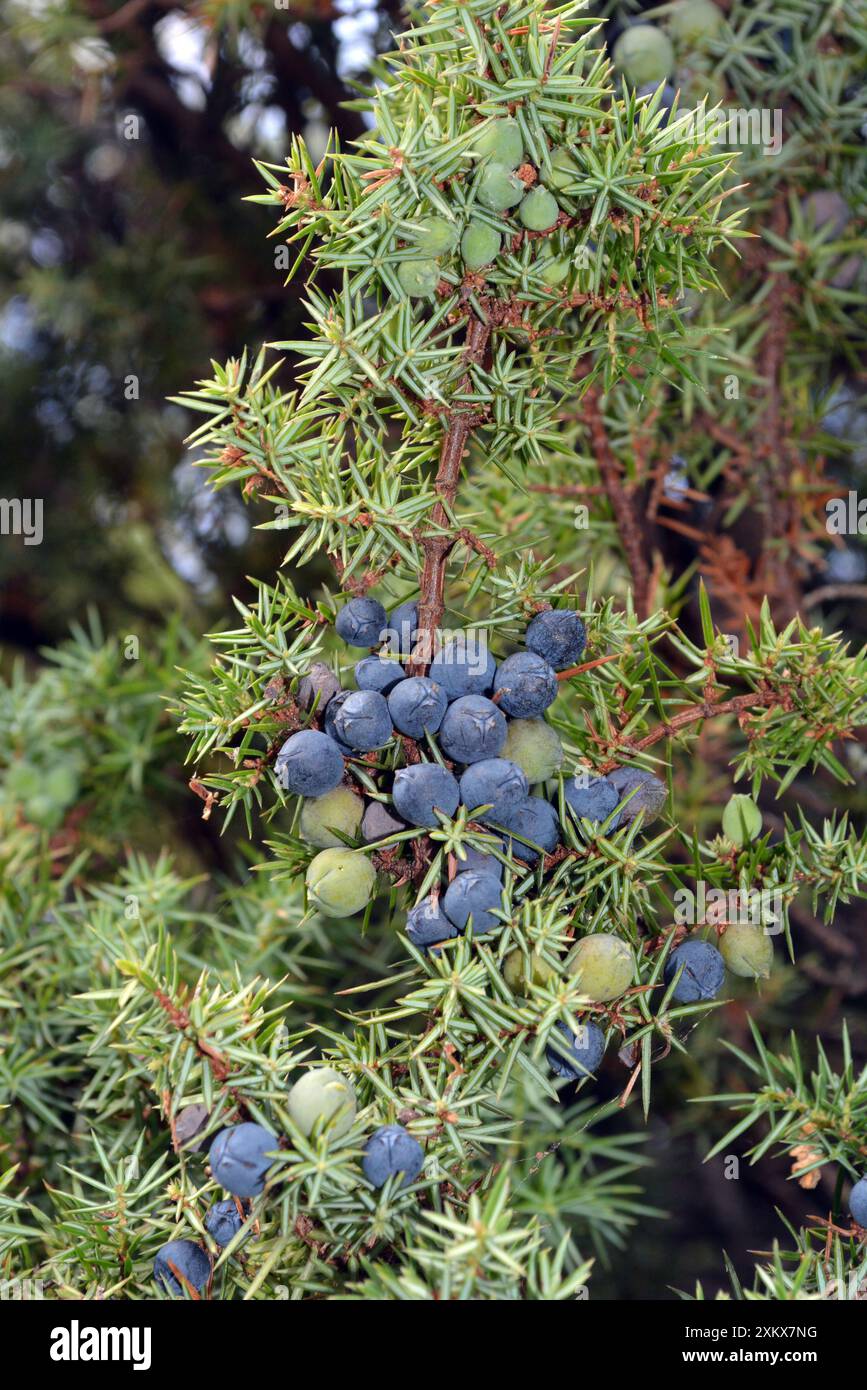 Juniper Berries in autumn. Mountain tree/ shrub Stock Photo - Alamy
