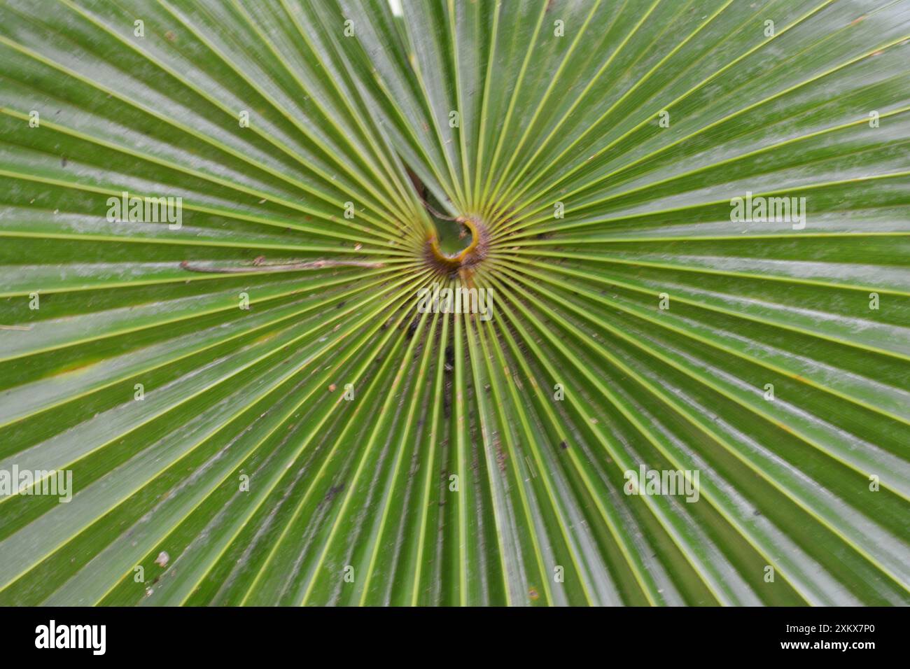 Radiating patterns hi-res stock photography and images - Alamy
