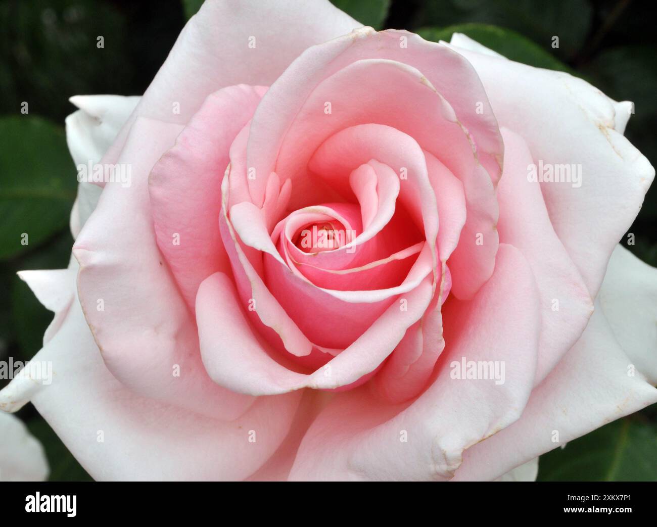Old English Rose, Cathedral precinct, Canterbury Stock Photo - Alamy