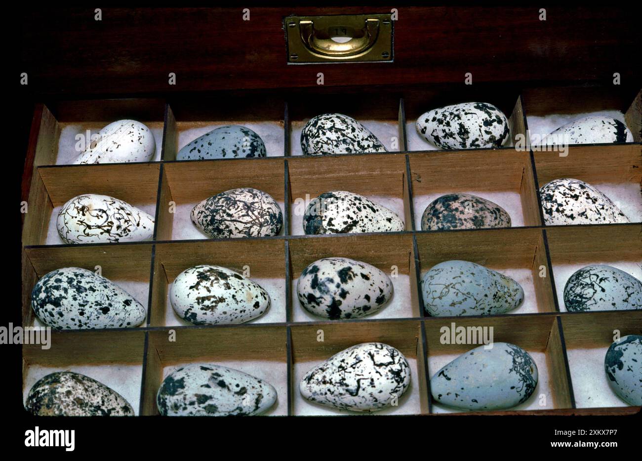 Guillemot eggs hi-res stock photography and images - Alamy