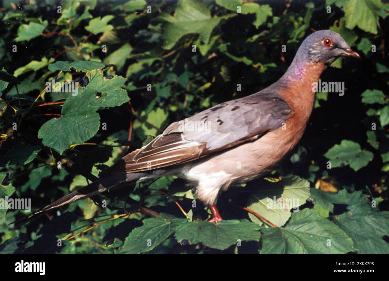 Passenger Pigeon, male Stock Photo - Alamy