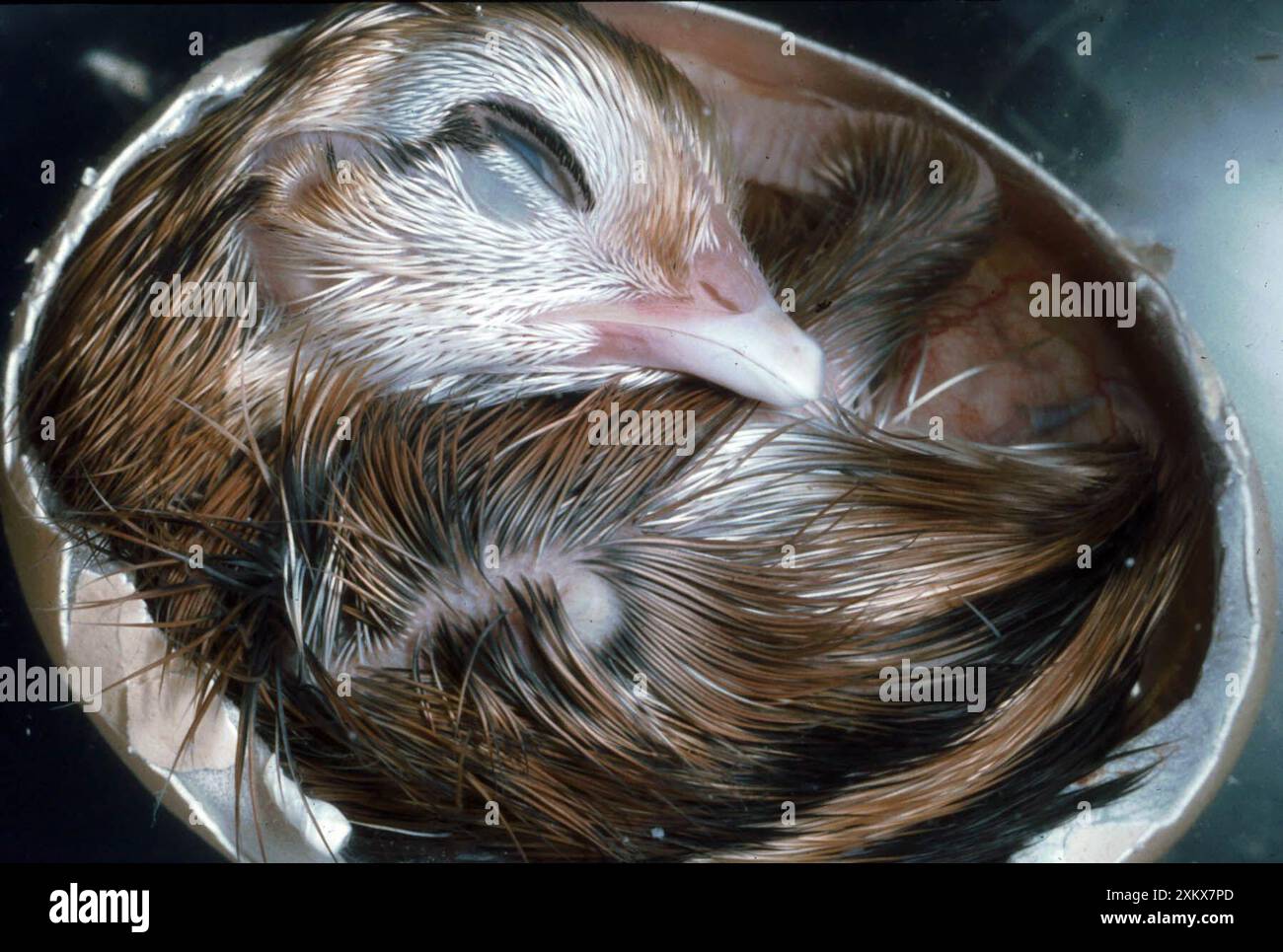 Fully developed chicken embryo inside egg Stock Photo - Alamy