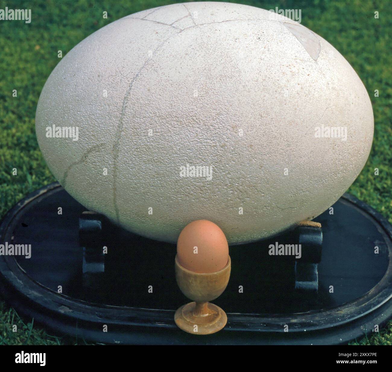 Eggs of the extinct Elephant Bird and Domestic Fowl Stock Photo - Alamy