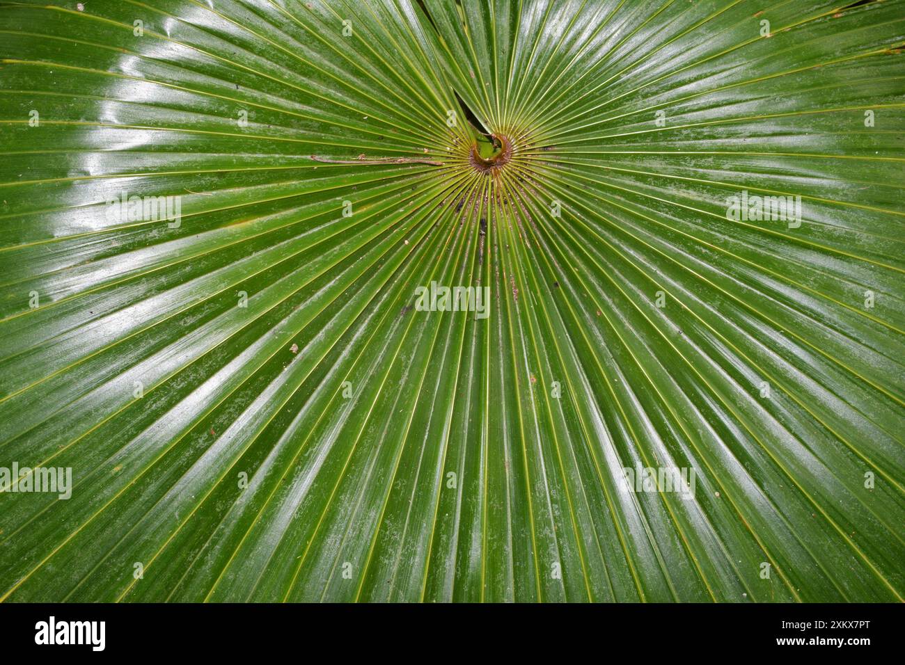 Radiating pattern hi-res stock photography and images - Alamy