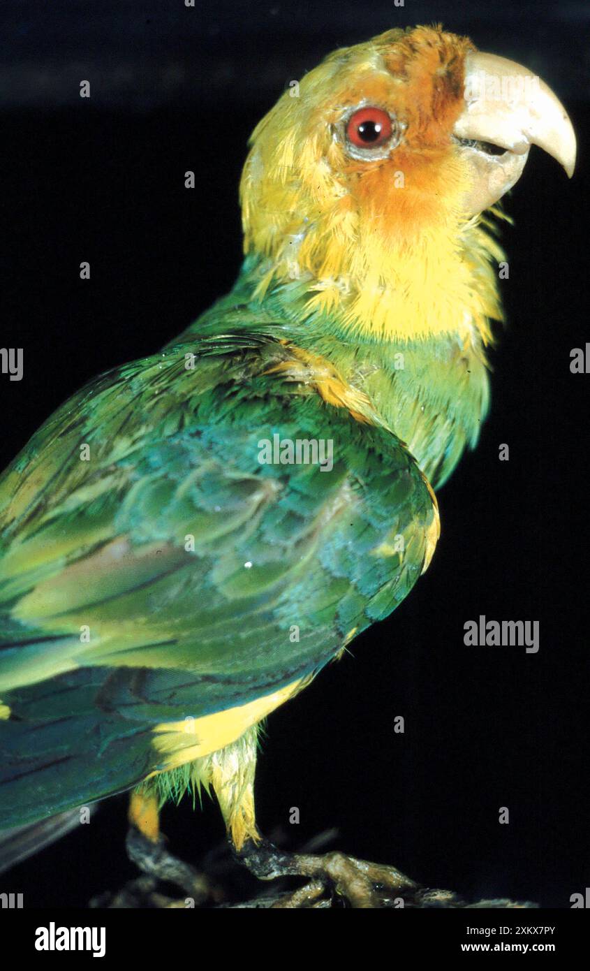 Extinct since 1918, formerly lived in large flocks Stock Photo - Alamy