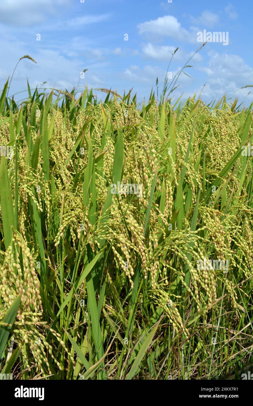 Asian Rice, important tropical crop seen here growing Stock Photo - Alamy