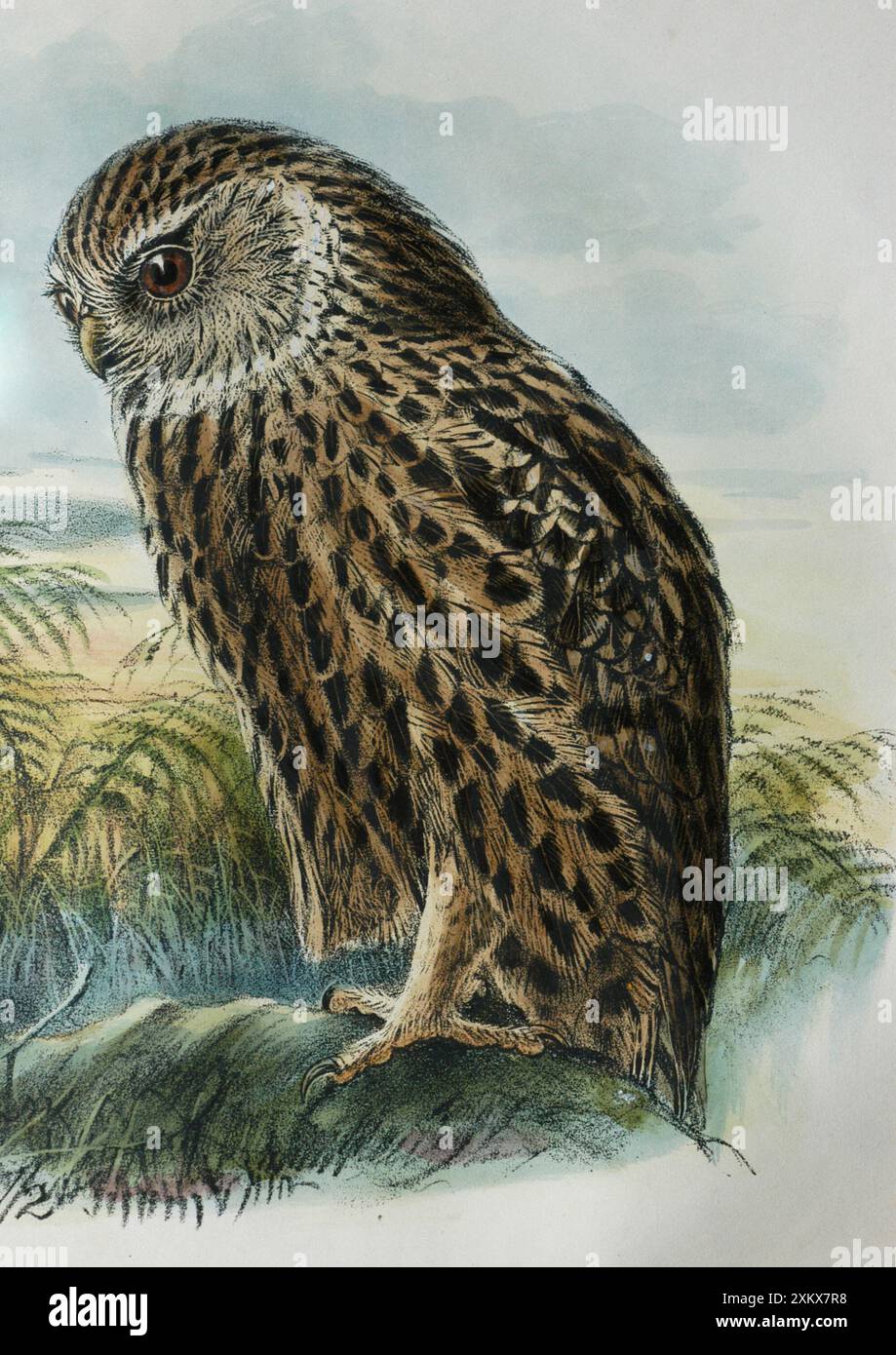 Laughing owl new zealand hi-res stock photography and images - Alamy