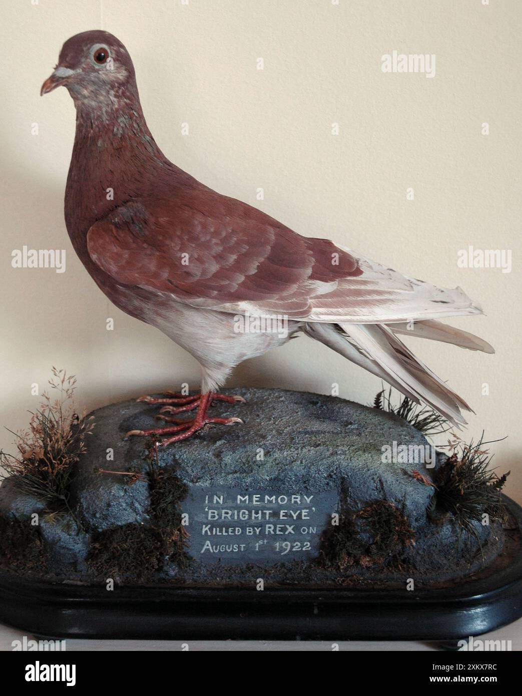 'Bright Eye' racing pigeon killed by dog 1922 Stock Photo - Alamy
