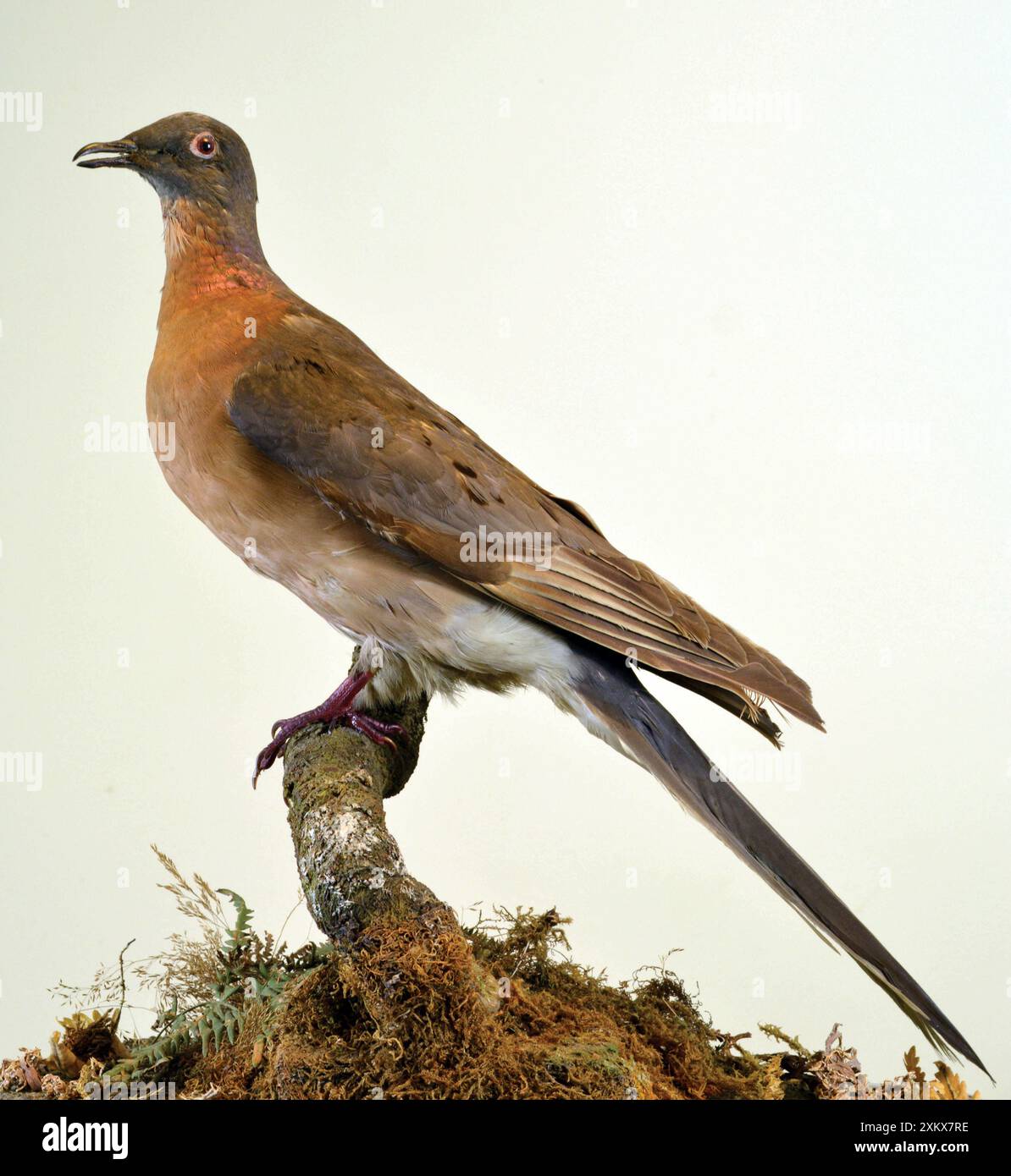 Passenger Pigeon, male Stock Photo - Alamy