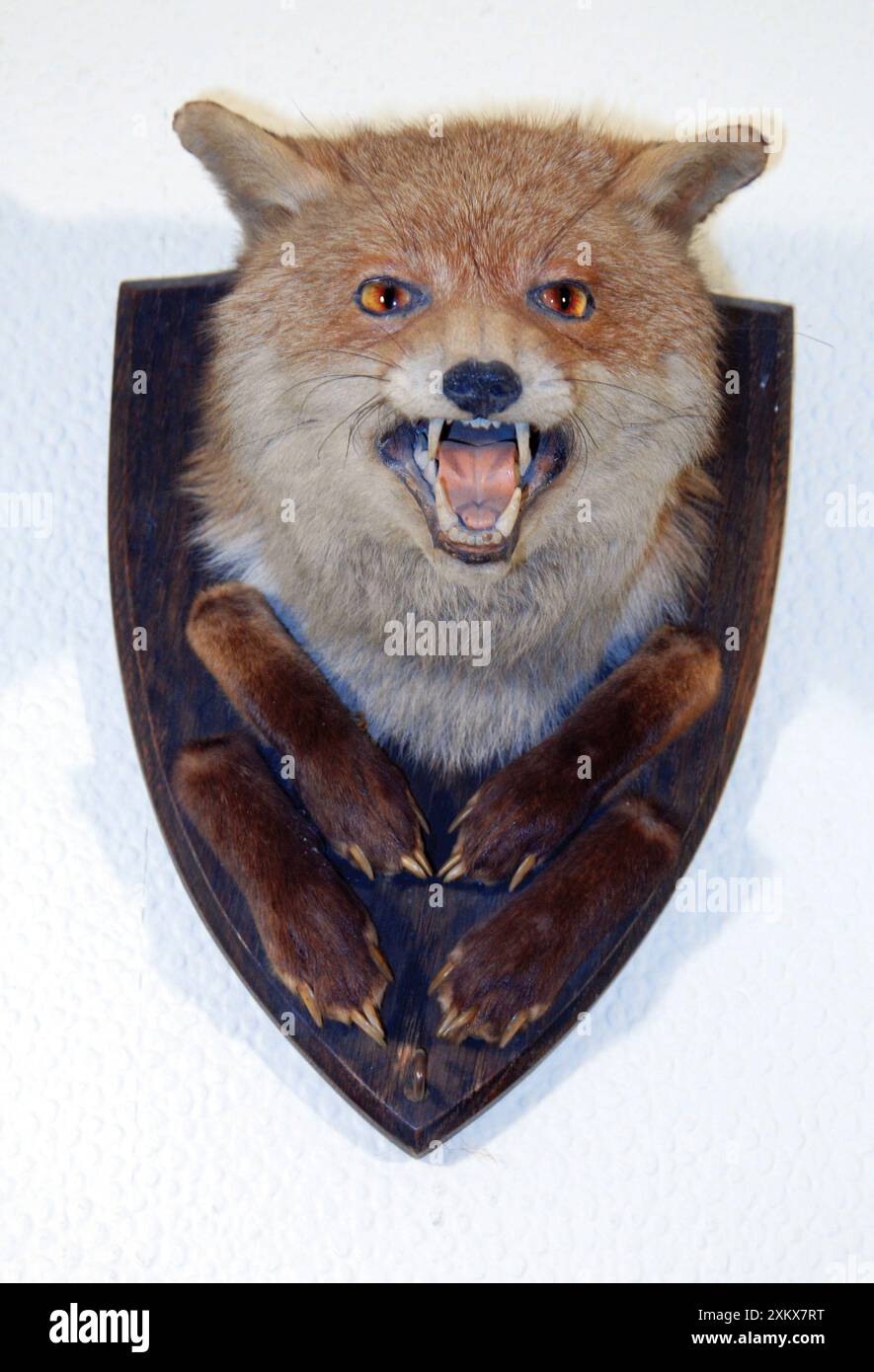 Taxidermy: Fox head mount trophy by Bartlett of Stock Photo - Alamy