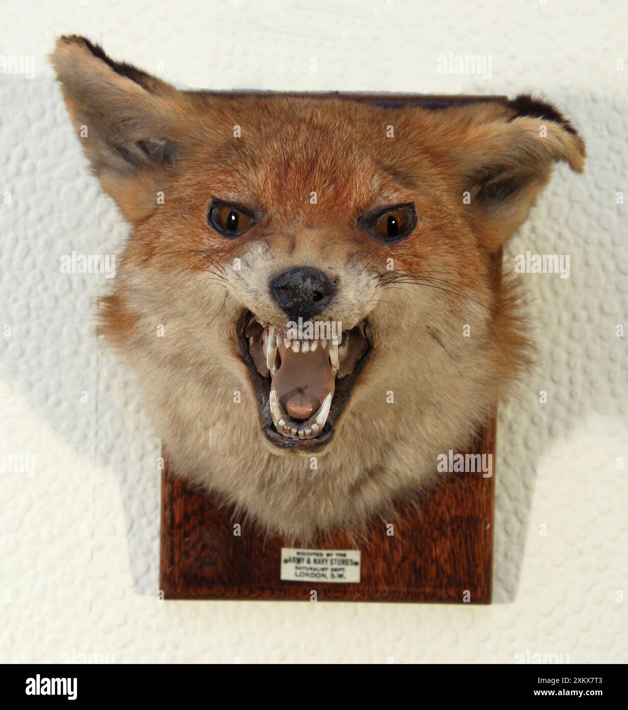 Taxidermy: Fox head mount trophy by Army & Navy Stock Photo - Alamy