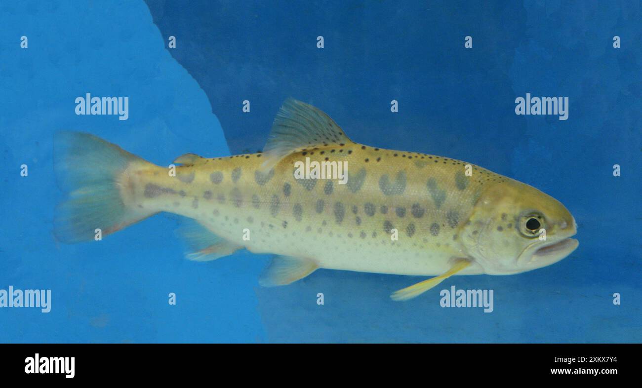 Cherry Salmon parr, Japan/ north Pacific Stock Photo - Alamy