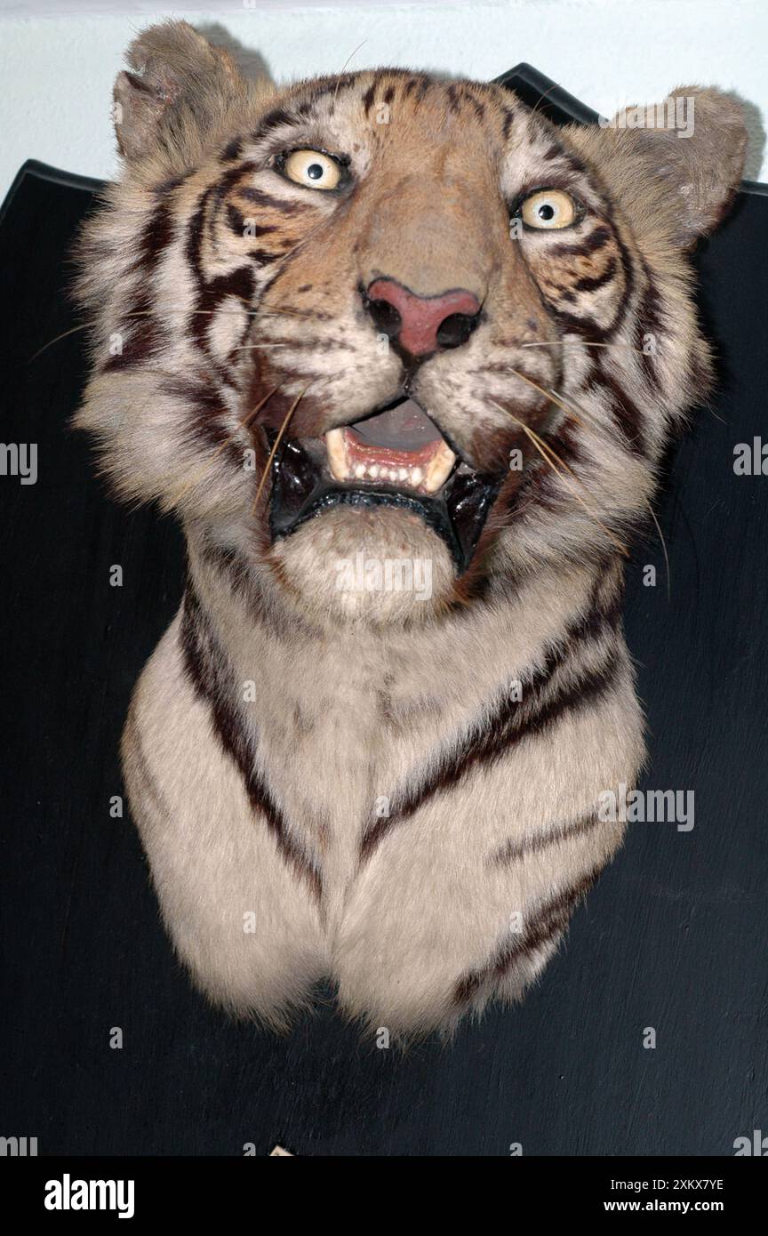 Taxidermy: Tiger head mount trophy by Van Ingen Stock Photo - Alamy
