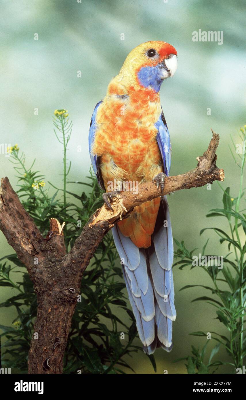 Rosella birds hi-res stock photography and images - Alamy
