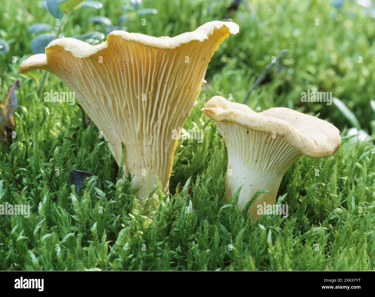 FUNGI - Chanterelles, edible Stock Photo - Alamy