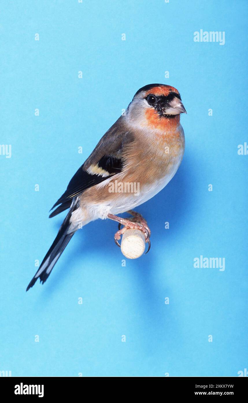 GOLDFINCH X BULLFINCH - hybrid Stock Photo - Alamy